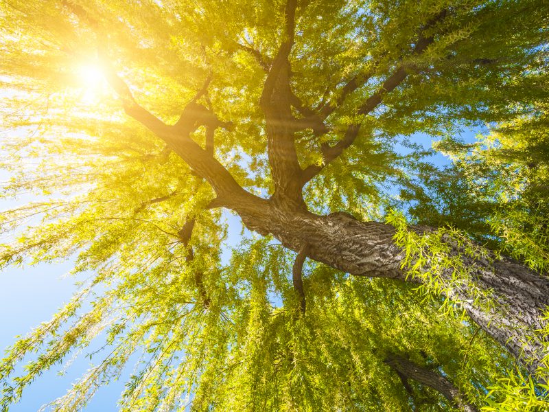 The willow compound with more anti-cancer potential than aspirin - Easy ...