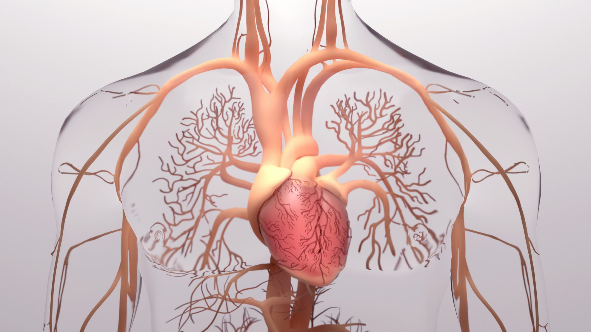 Our organs age at different rates and what it means - Easy Health Options®